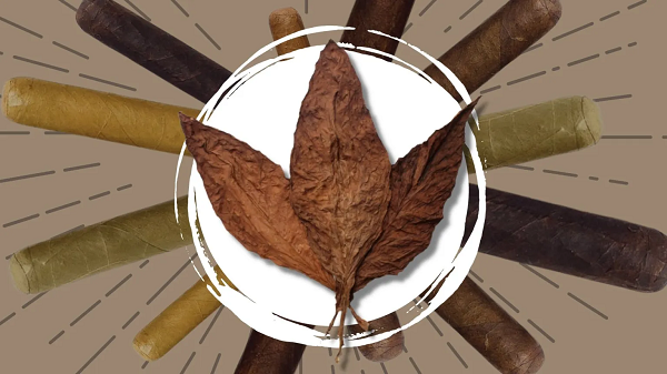 BLOG: Wrapper vs Binder vs Filler – CANTEROS.nz